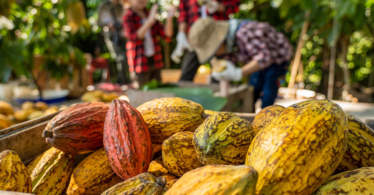Global Cocoa Supply Chain Crisis: Demand, Production & Impact | GEP Blog