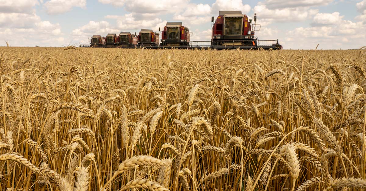 Tackling the Global Wheat Supply Shortage Amid the Ukraine War | GEP
